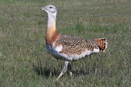 Mnoho vzácnych dropov veľkých prečkáva zimu na…