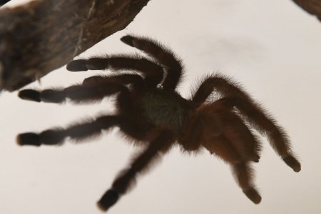 Je to vzácnosť, ale majte na POZORE: Na Slovensku… | Dnes24.sk