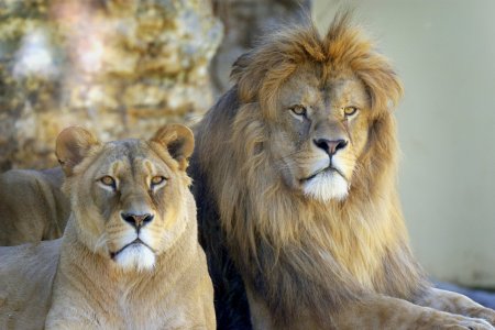 Slováci SMÚTIA: Legendárny lev Aslan z bojnickej zoo…