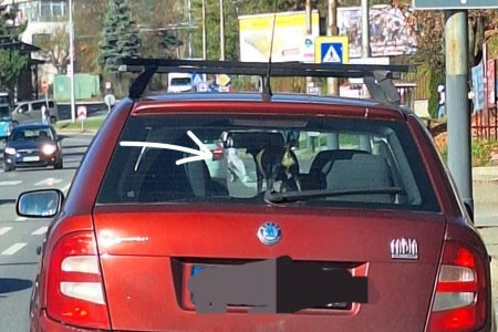 Vodičom sa naskytol KURIÓZNY pohľad: Pes v aute…